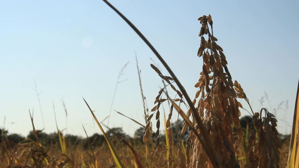 L'isolation en paille de riz de Camargue version FBT isolation - le ...